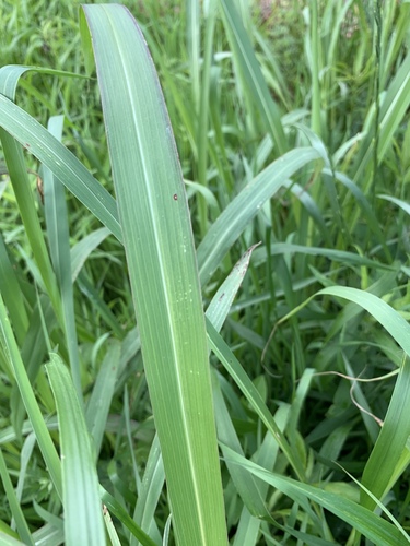 Johnson Grass Lawn Johnsons Lawn Seed Uk Oldest Lawn Seed Company
