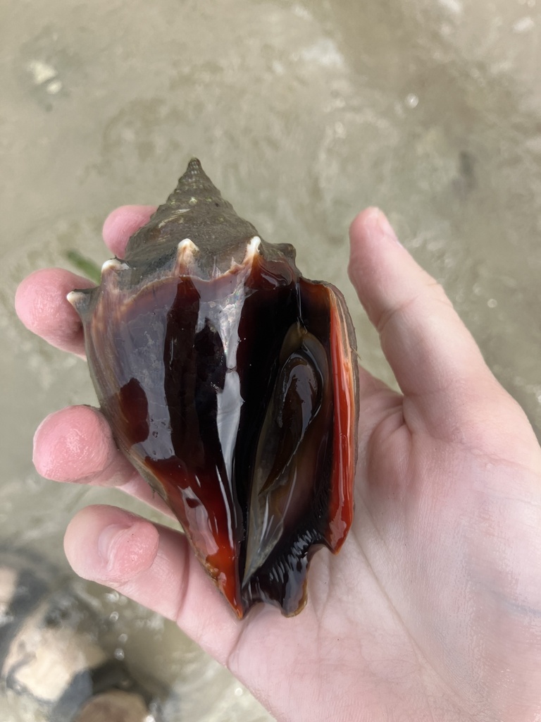 Florida Fighting Conch from Eckerd College, Saint Petersburg, FL, US on ...