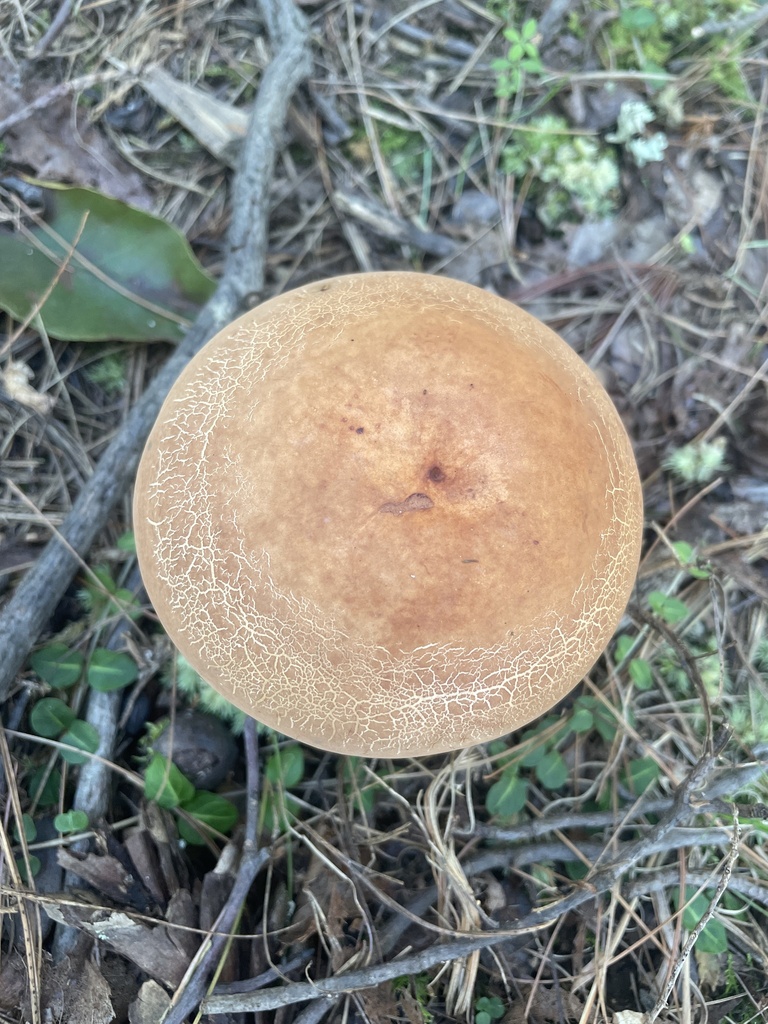 Weeping Milk Cap from Kingston, NY, US on August 1, 2023 at 06:23 PM by ...