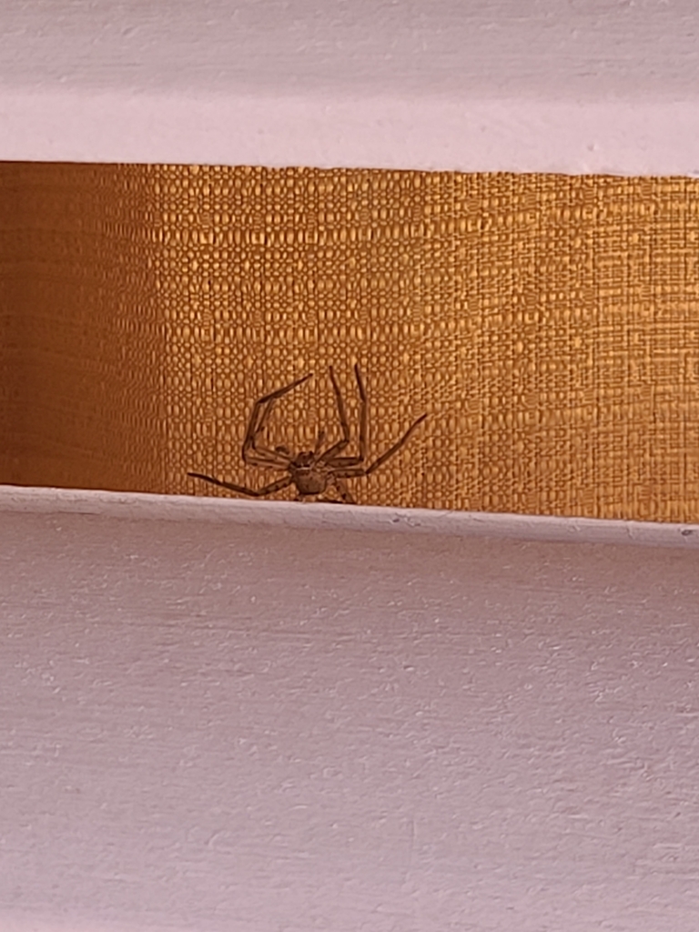 Pantropical Huntsman Spider from CR5V+G2Q, Hato Tejas, Bayamón 00961 ...