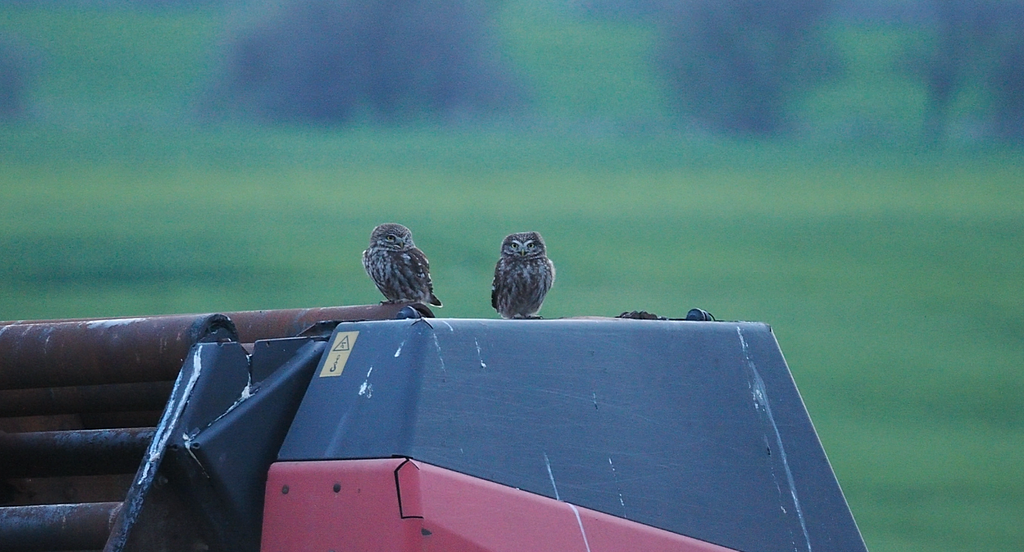 Little Owl from Mavroneri Kilkis 611 00, Greece on March 16, 2024 at 08 ...