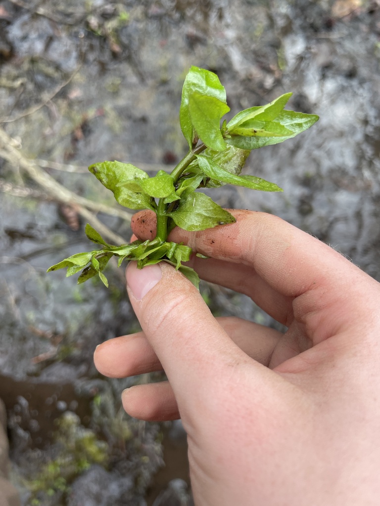 Virginia hedge-hyssop from Prince George, VA, US on March 18, 2024 at ...