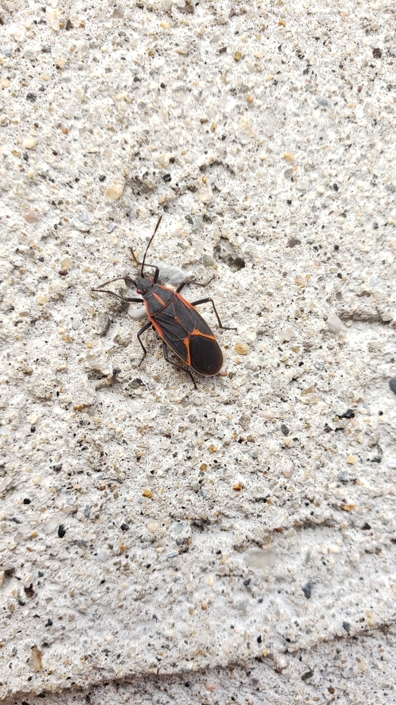 Eastern Boxelder Bug from Stanhope on October 26, 2023 at 02:59 PM by ...