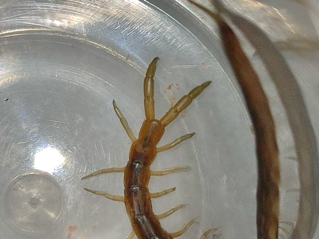 Giant Centipedes from 43553, Arábia Saudita on March 18, 2024 at 10:43 ...
