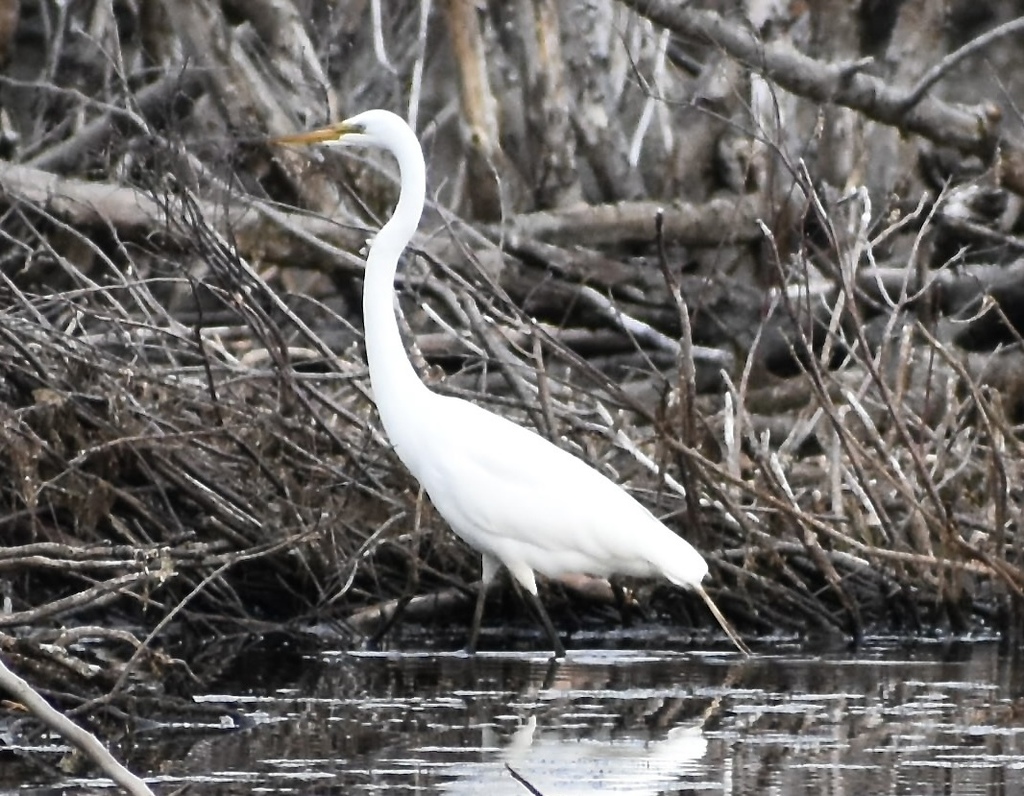 Great Egret from Nahma, MI on May 15, 2022 at 07:53 PM by raethered ...