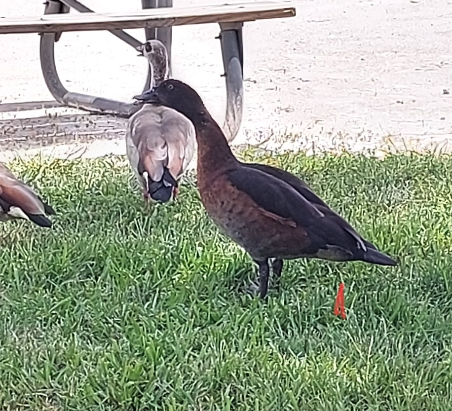 Egyptian Goose × Muscovy Duck from Dania Beach, FL 33004, USA on June ...
