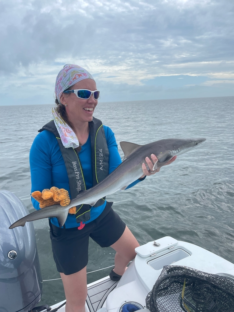 Atlantic Sharpnose Shark from Monroe County, FL, USA on January 28 ...