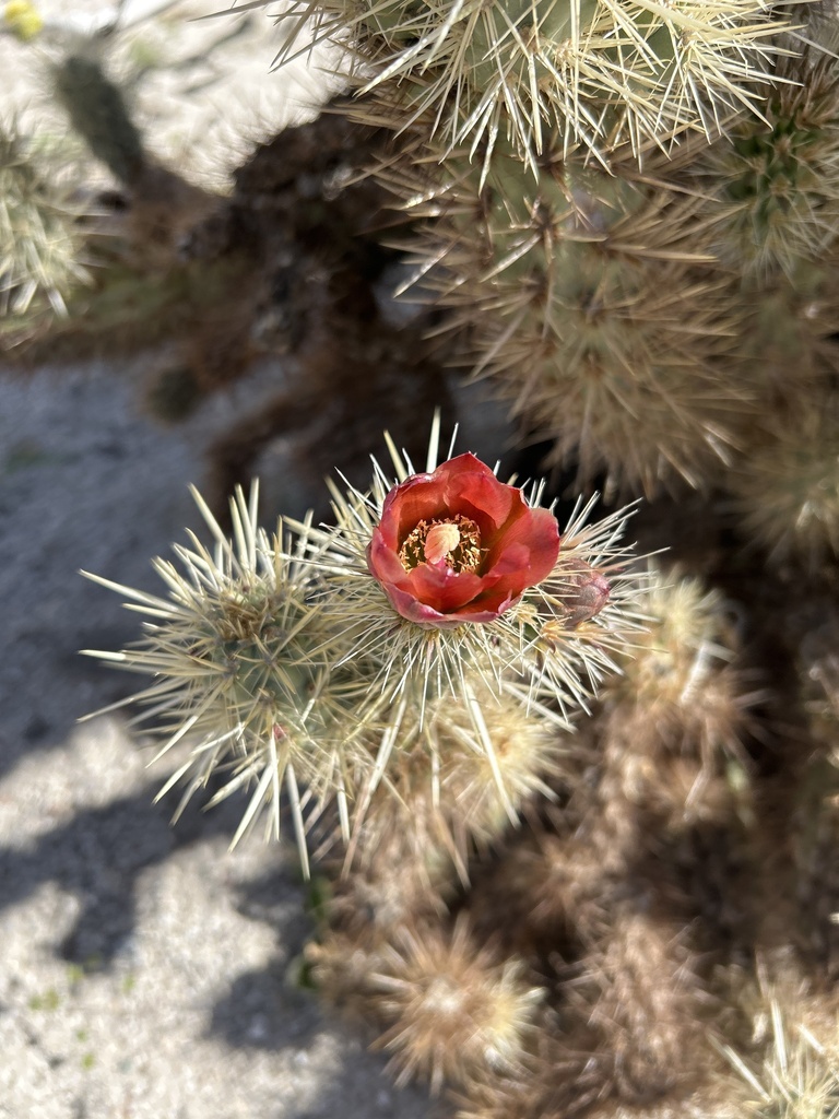 Wolf's cholla from Imperial, CA, US on March 18, 2024 at 10:36 AM by ...