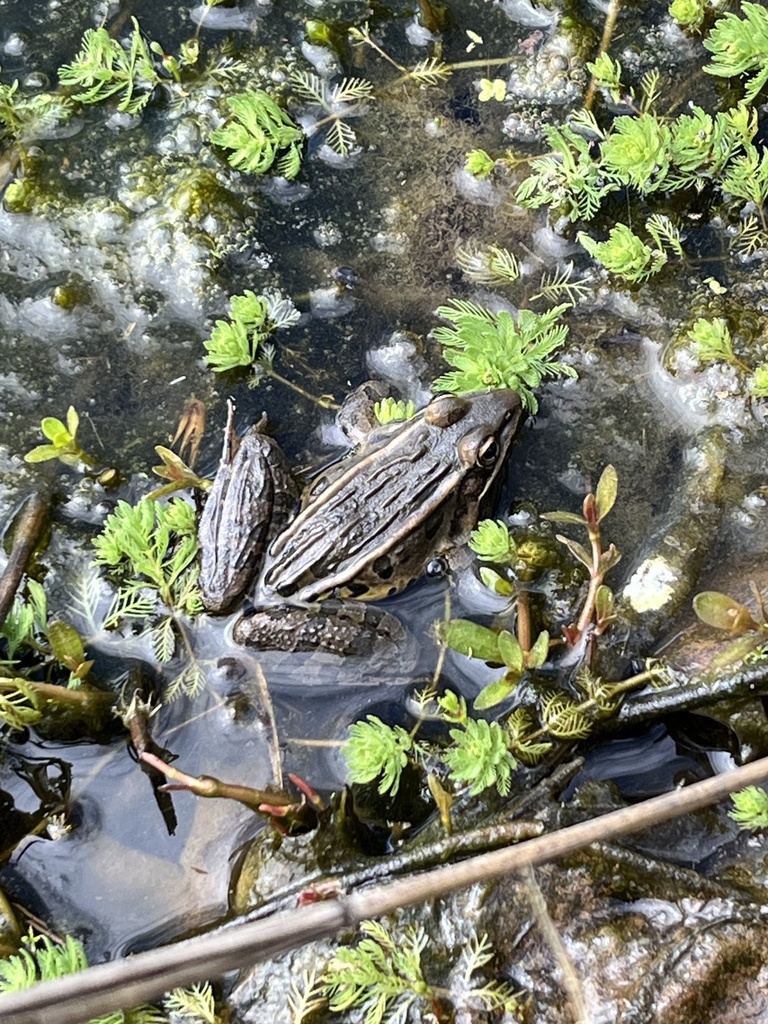 Southern Leopard Frog from Long Lake, Albemarle, NC, US on March 18 ...