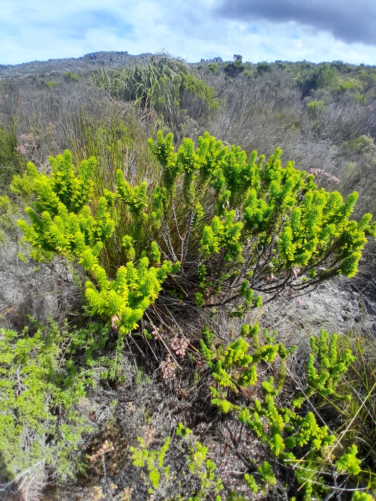 Heaths from Helderberg Rural, Sir Lowry's Pass, 7135, South Africa on ...