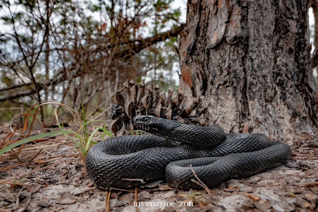 Black Pine Snake in March 2024 by Yuming Zou. Obscured location ...