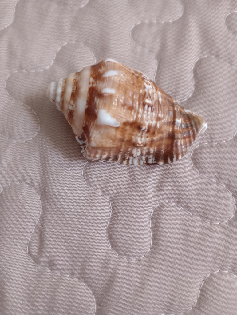 Hawkwing Conch from Palm Beach County, FL, USA on March 18, 2024 at 04: ...