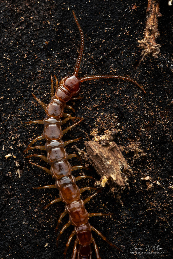 Typical Stone Centipedes from Canard Dr, LaSalle, ON, CA on March 17 ...