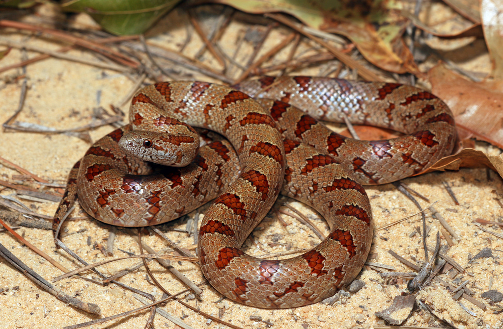 Mole Kingsnake in October 2016 by Jake Scott · iNaturalist