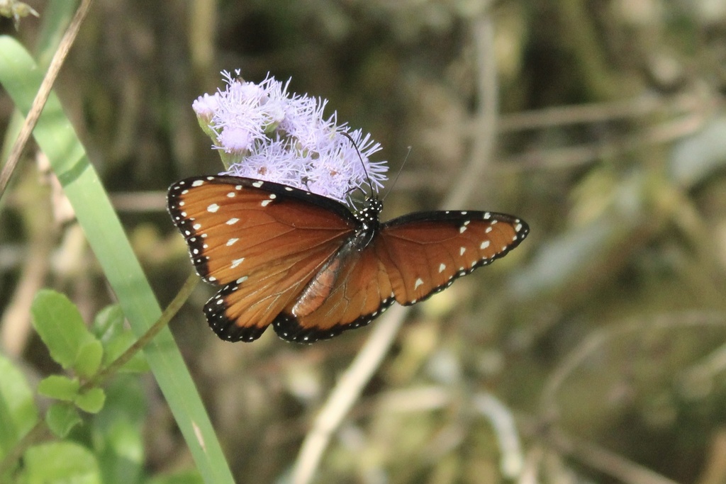 Queen from South Padre Island, South Padre Island, TX, US on March 13 ...