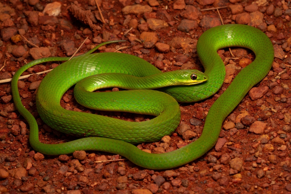 Brazilian Green Racer from São Roque de Minas, MG, 37928-000, Brasil on ...