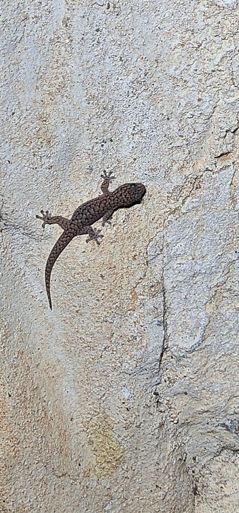 Eastern tree dtella from Crystal Brook SA 5523, Australia on March 18 ...