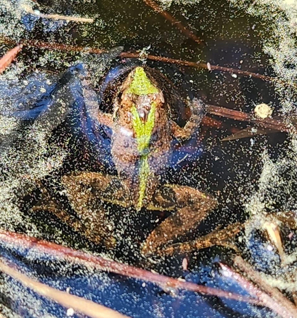 Southern Cricket Frog from Hyde County, NC, USA on March 18, 2024 at 01 ...