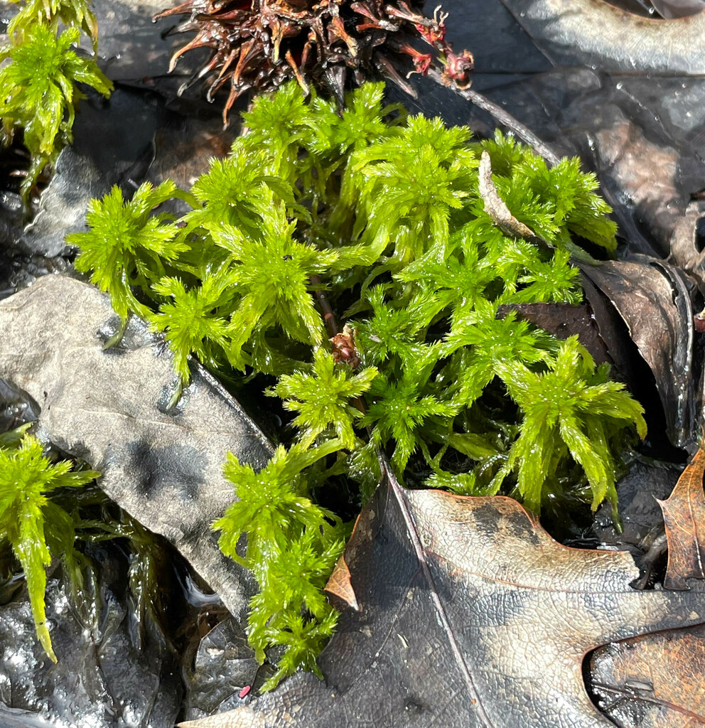 Sphagnum mosses in March 2024 by johnbotany · iNaturalist