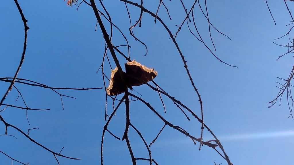 Mourning Cloak from Vernon, BC V1B 2V3, Canada on March 18, 2024 at 03: ...