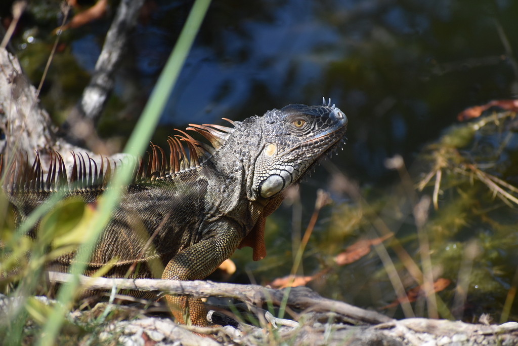 Green Iguana from Key West, FL 33040, USA on March 17, 2024 at 09:46 PM ...