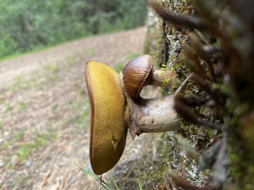 Purple-veiled Slippery Jack from Ancash, PE on February 23, 2024 at 03: ...