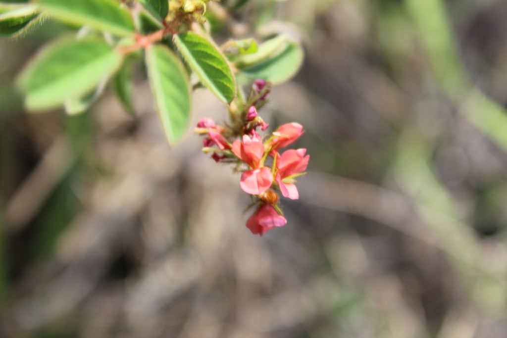hairy indigo from Morris Bridge Rd, Thonotosassa, FL, US on March 18 ...