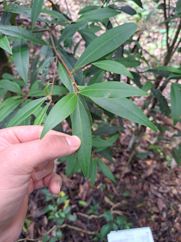Samadera from McLeans Ridges NSW 2480, Australia on March 19, 2024 at ...