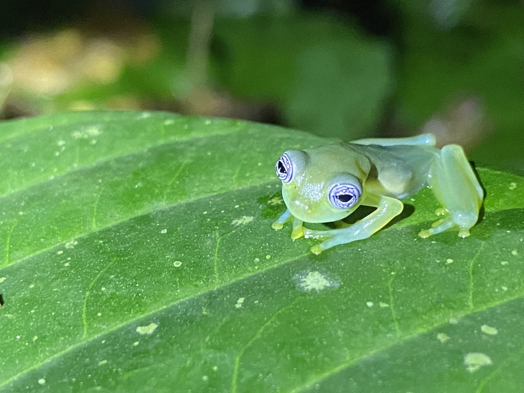 Ghost Glass Frog from Arenal Volcano National Park, San Carlos ...