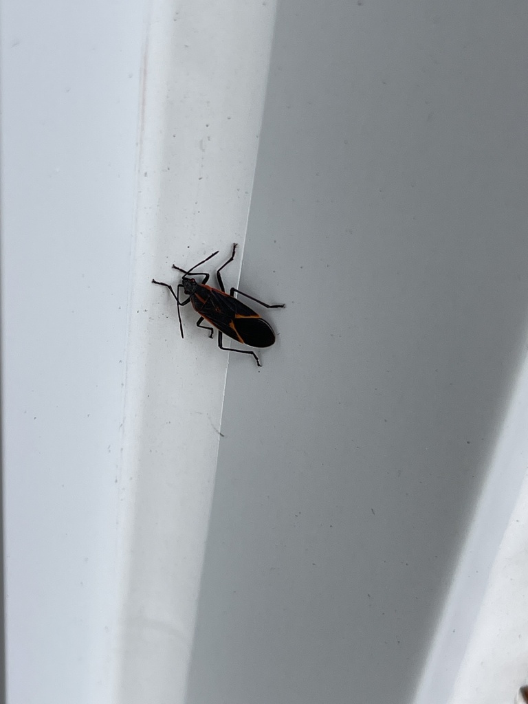 Eastern Boxelder Bug from Athena Dr, Troy, MI, US on March 17, 2024 at ...
