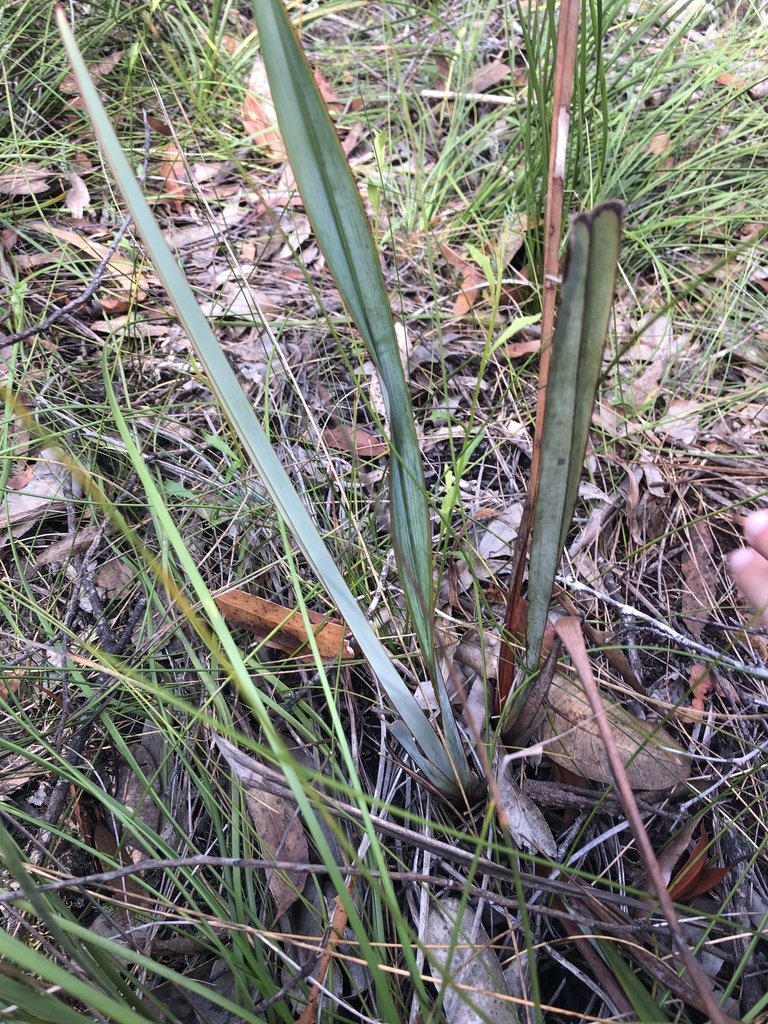 flax-lilies from North Wahroonga, NSW, AU on March 19, 2024 at 02:08 PM ...