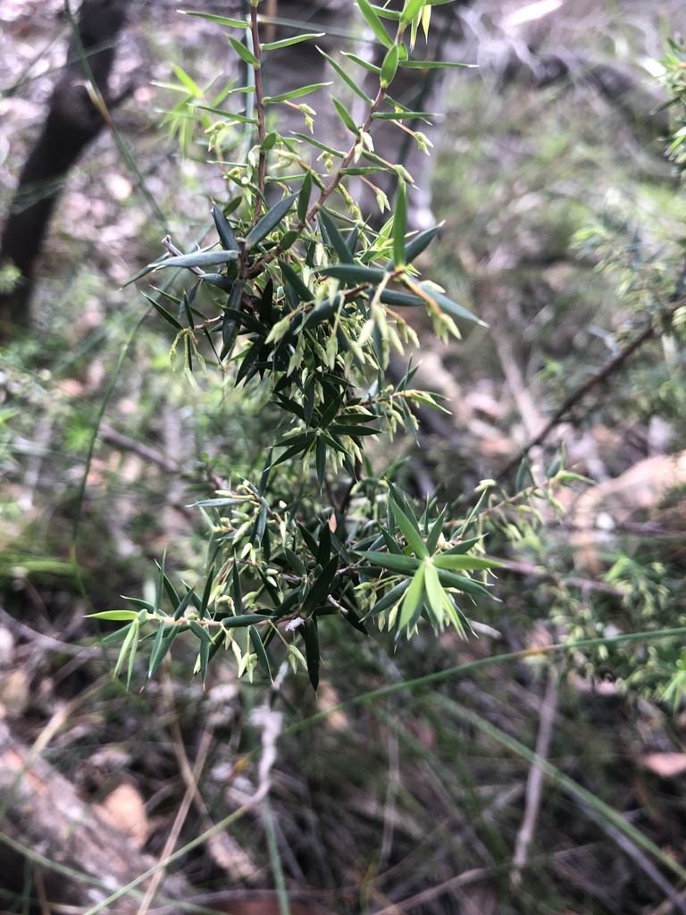 Styphelia from North Wahroonga, NSW, AU on March 19, 2024 at 02:37 PM ...
