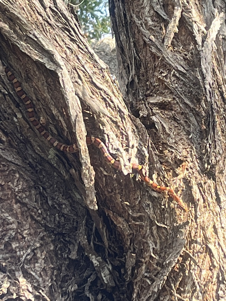 Corn Snake from Everglades National Park, FL, US on March 8, 2024 at 08 ...