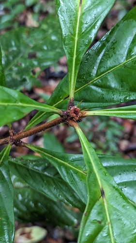 Subespecie Lacunaria jenmanii jenmanii · NaturaLista Colombia