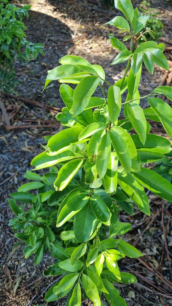Claoxylon australe from Camperdown NSW 2050, Australia on March 19 ...