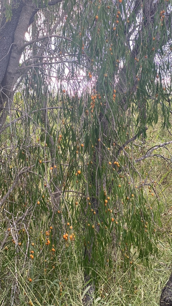 Native apricot from Tableland Rd, Gayndah, QLD, AU on March 19, 2024 at ...