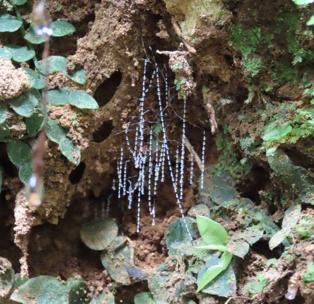 Southern Queensland Glow Worm from Natural Bridge QLD 4211, Australia ...