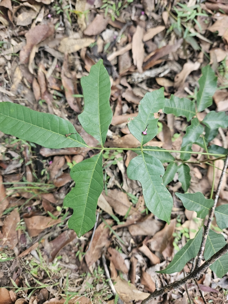 deep yellow wood from Monsildale QLD 4515, Australia on March 19, 2024 ...