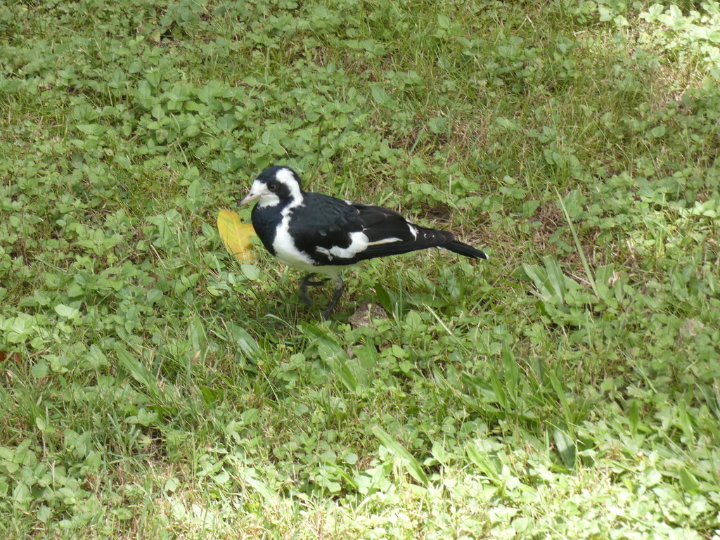 Magpie-lark from Brisbane QLD, Australia on March 19, 2024 at 12:09 PM ...