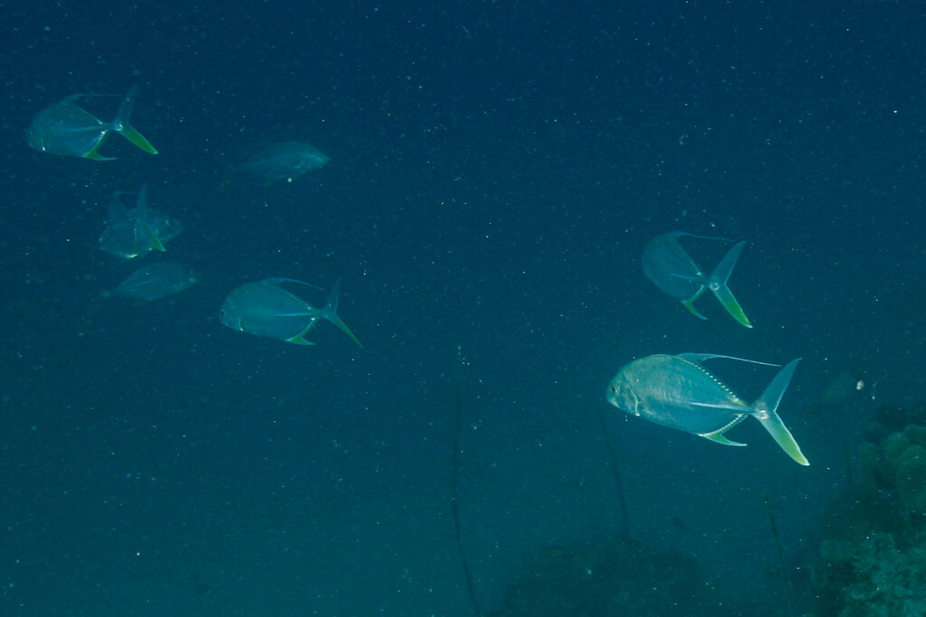 Coach-whip Trevally from Lizard QLD 4892, Australia on July 19, 2015 at ...