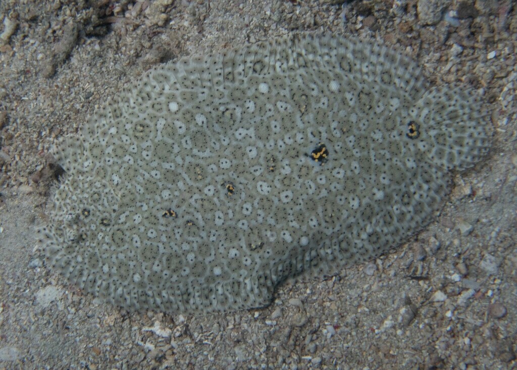 Red Sea Moses Sole from Mafia, Tanzania on September 17, 2022 at 02:56 ...