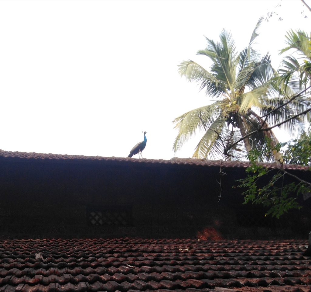 Indian Peafowl from W975+G9Q, ചിറക്കൽ, പുതിയതെരു, കേരള 670011, ഇന്ത്യ ...