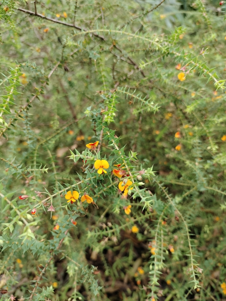 spiny bush-pea from Bunya QLD 4055, Australia on March 5, 2024 at 09:20 ...