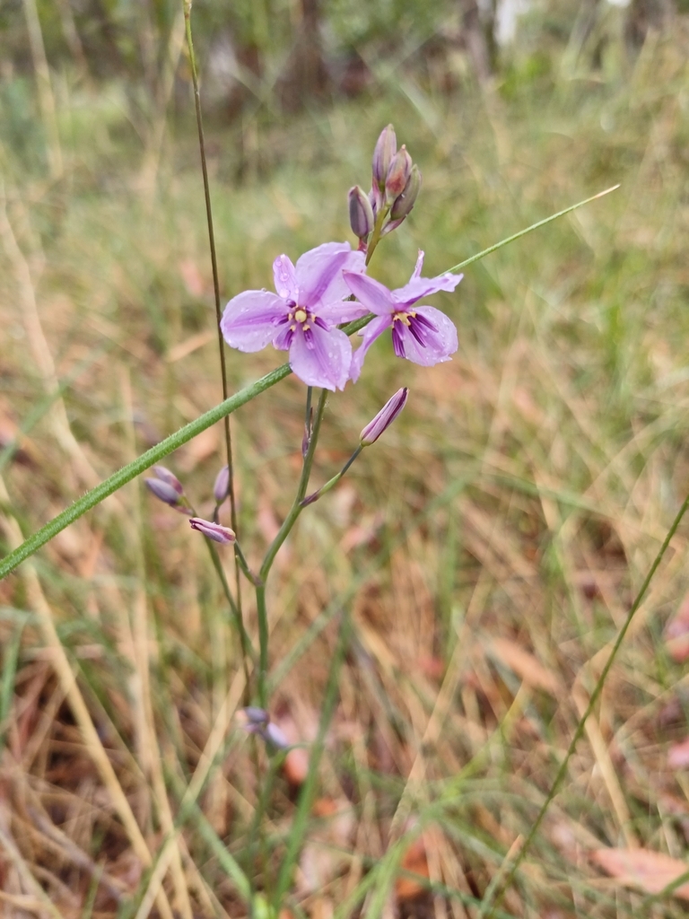 chocolate lily from Tooborac VIC 3522, Australia on November 14, 2023 ...