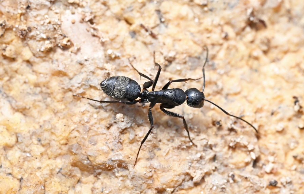 Japanese Carpenter Ant from 烟台昆嵛山国家森林公园, 烟台市, 山东省, CN on March 19, 2024 ...