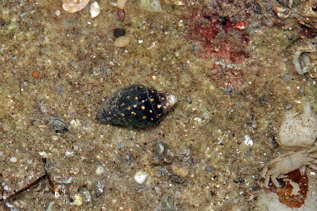 Lightning Dove Shell in February 2024 by Carol Kwok · iNaturalist