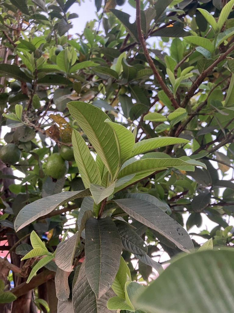 Common guava from Narayani, NP on March 19, 2024 at 05:44 PM by Suresh ...