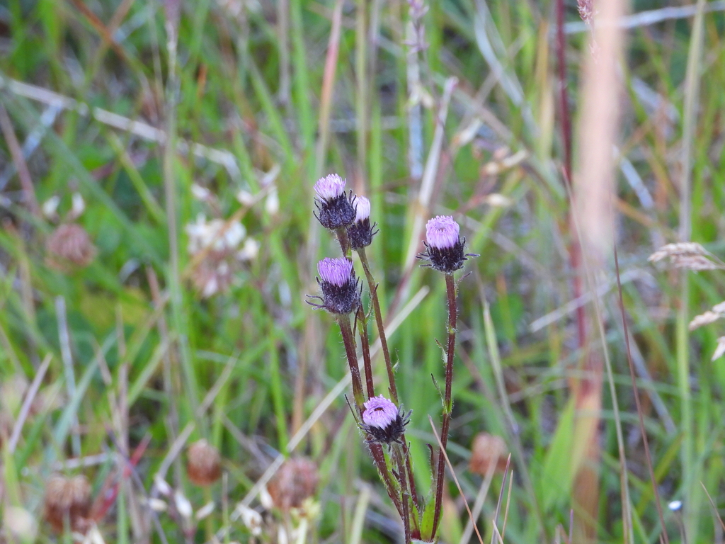 Marsh Daisy from Lago Argentino Department, Santa Cruz Province ...