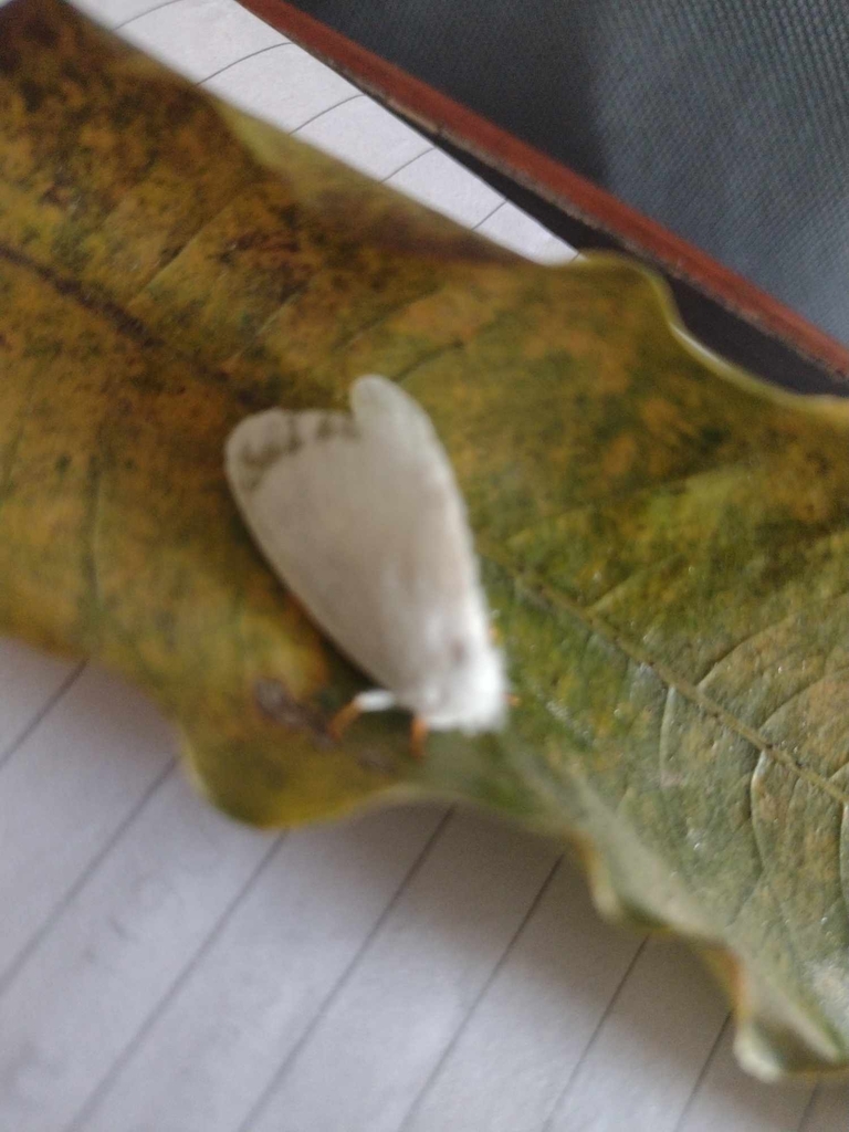 Fig tree moth from M922+3RR Horticultural Garden, Bharatpur 44200 ...