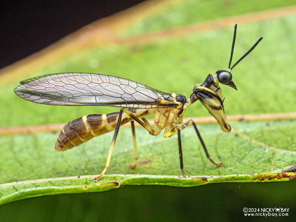 Mantidflies from Trusmadi Forestry reserve FMU 10, Apin Apin, 89000 ...